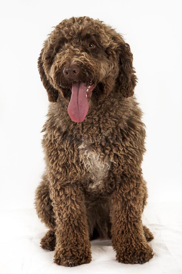 Cane Da Caccia in Palude Spagnolo Fotografia Stock - Immagine di ...