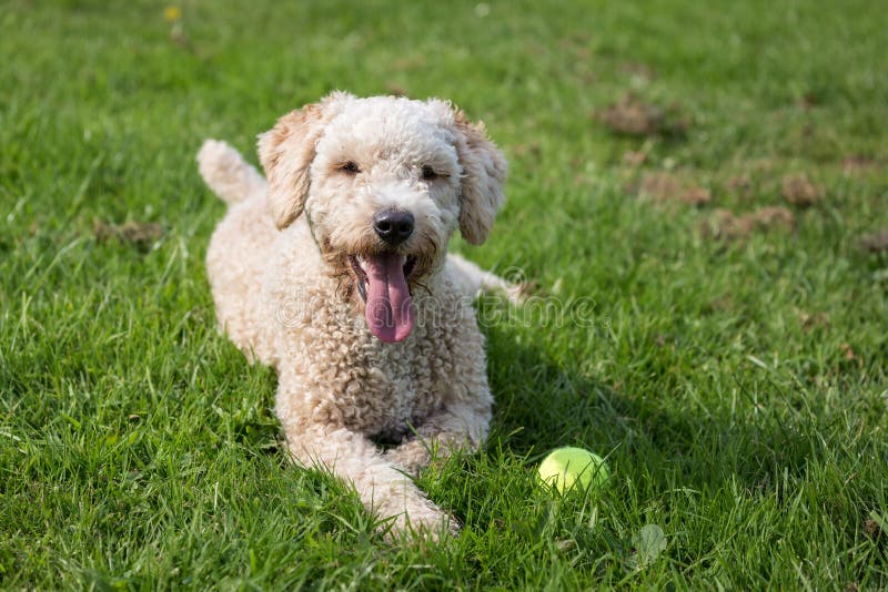 Cucciolo Spagnolo Del Cane Da Caccia in Palude Immagine Stock ...