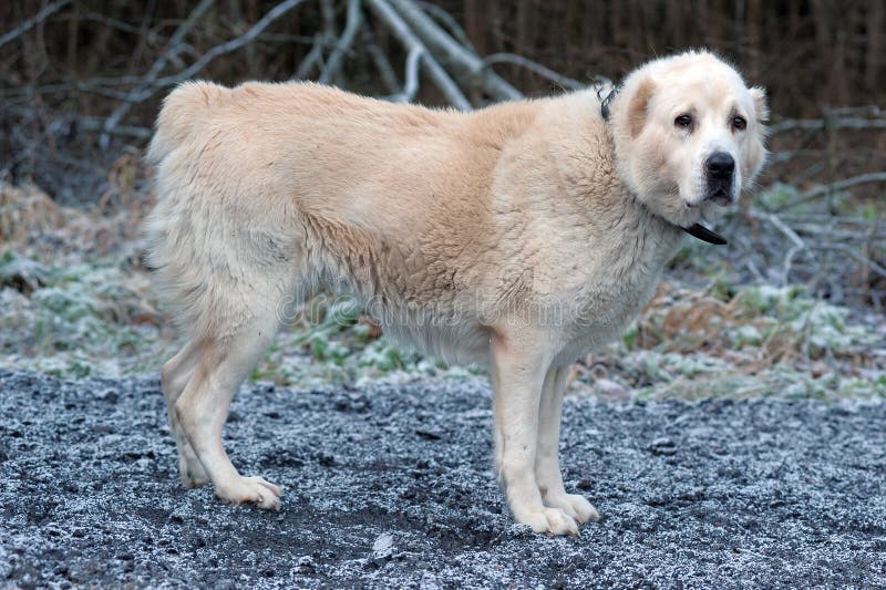 Cane Da Pastore Centroasiatico Di Alabai Fotografia Stock - Immagine di ...