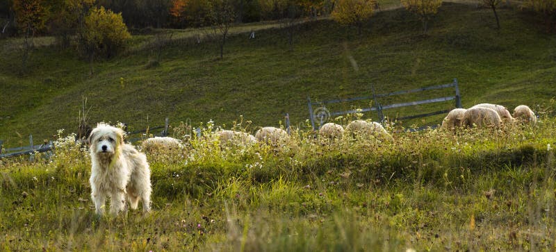 2,802 Paesaggio E Cane Pastore Della Montagna Foto - Foto Stock Gratis ...