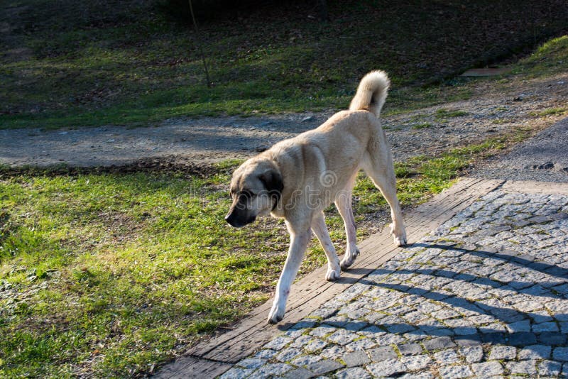 Cane Da Pastore Kangal Della Razza Del Turco Come Cane Da Guardia ...