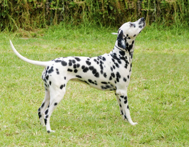 Cane dalmata fotografia stock. Immagine di allevato, vivace - 35591596