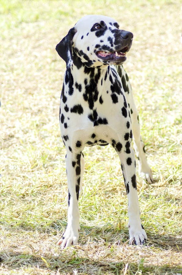 Cane dalmata fotografia stock. Immagine di allevato, vivace - 35591596