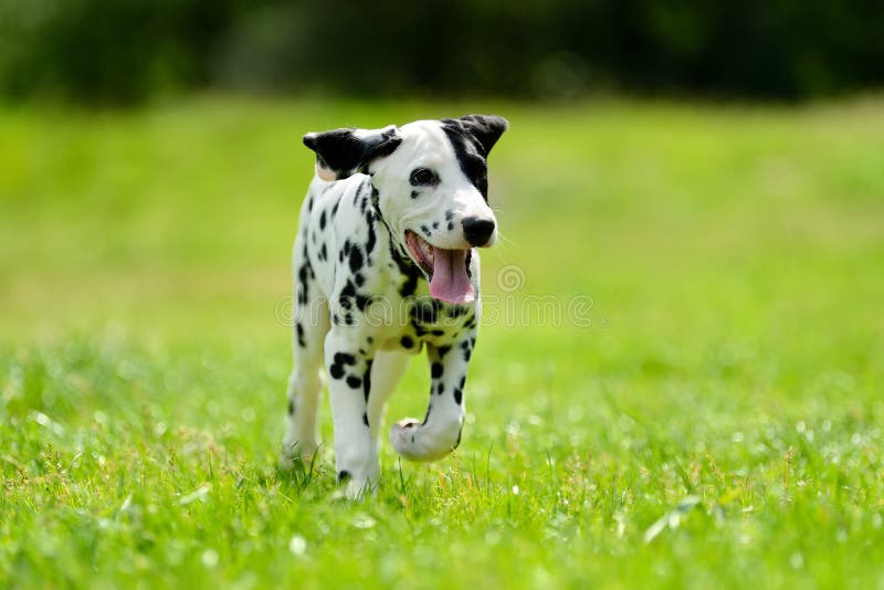 Cane Dalmata All'aperto Di Estate Fotografia Stock - Immagine di ...