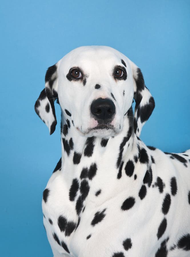 Cane dalmata immagine stock. Immagine di isolato, marrone - 29719905