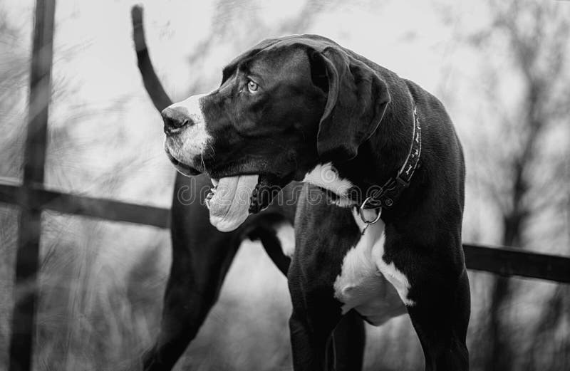 Cane danese fotografia stock. Immagine di autunno, brown - 24264268