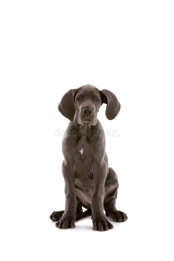 Cane danese sveglio immagine stock. Immagine di carino - 7262087