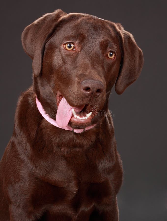 Cane del Brown labrador fotografia stock. Immagine di seduta - 13245912
