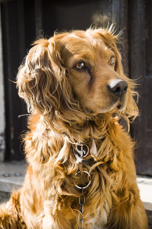 Cocker Spaniel immagine stock. Immagine di lanuginoso - 35672049