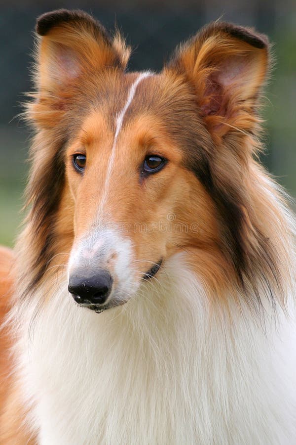 Cane del Collie fotografia stock. Immagine di affettuoso - 23148566