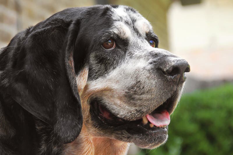 Cane Del Coonhound Di Bluetick Fotografia Stock - Immagine di uscire ...