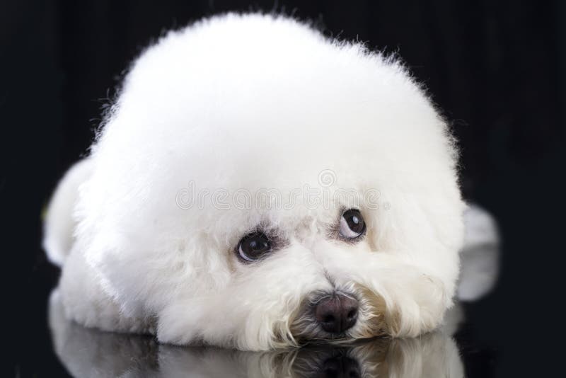Cane del frise di Bichon immagine stock. Immagine di pelliccia - 57220791