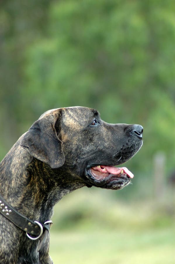 Profilo Del Cane Del Grande Danese Fotografia Stock - Immagine di ...