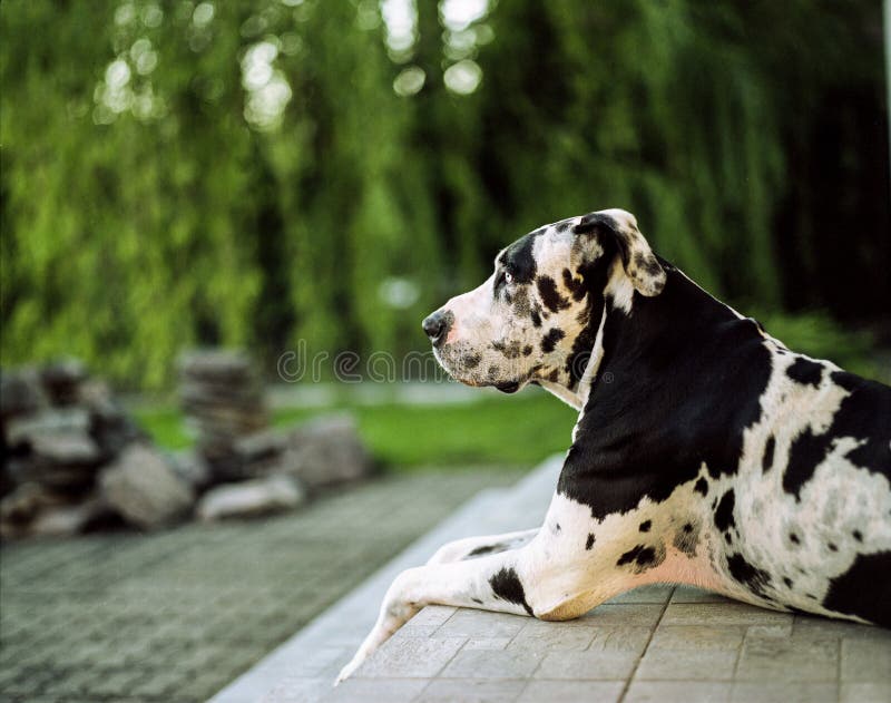 Seduta Del Harlequin Del Grande Danese Immagine Stock - Immagine di ...