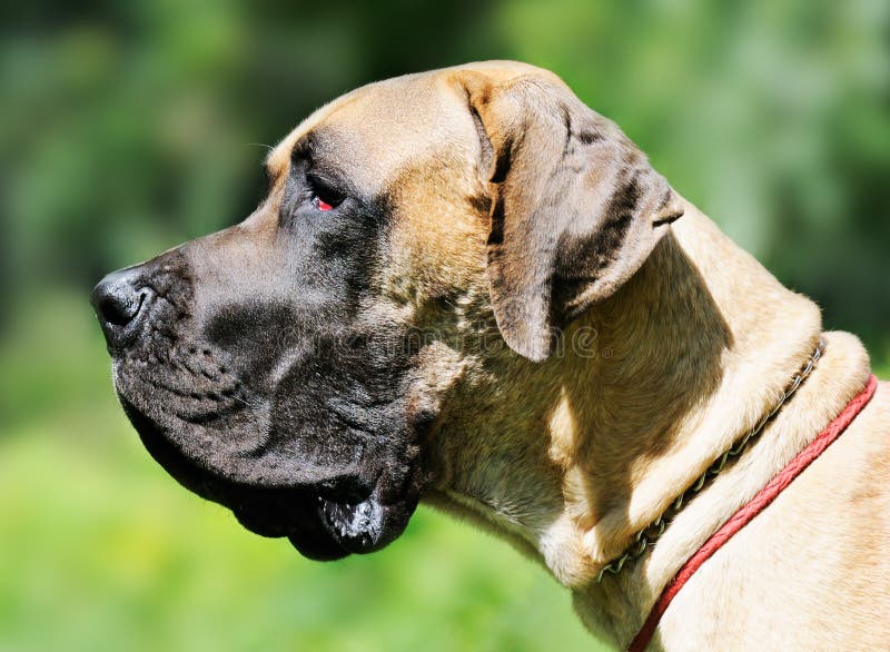 Grande cane del danese immagine stock. Immagine di animale - 5134593