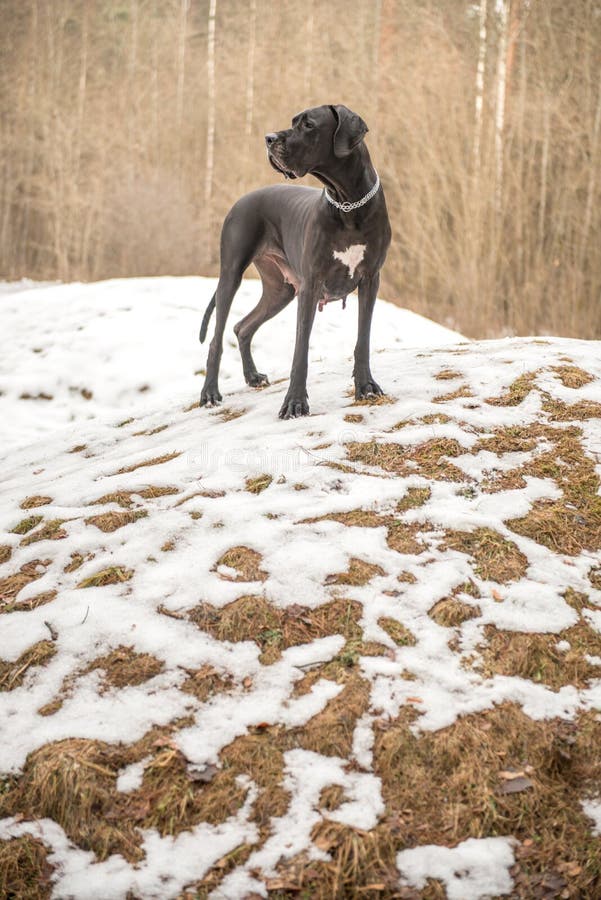 Cane del grande danese fotografia stock. Immagine di osservare - 51250484
