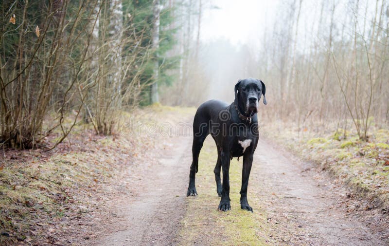 Cane del grande danese fotografia stock. Immagine di amichevole - 51250512