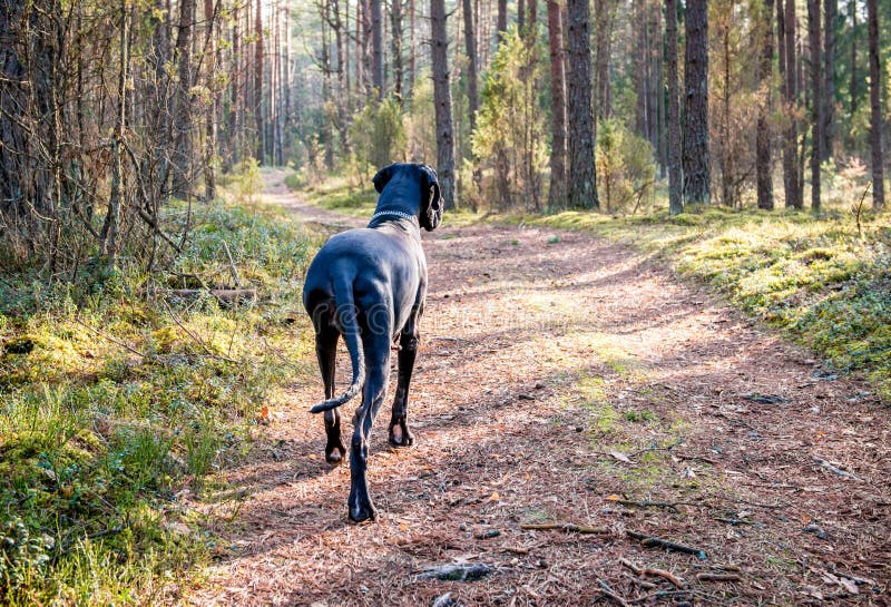 Cane del grande danese fotografia stock. Immagine di alto - 51492290
