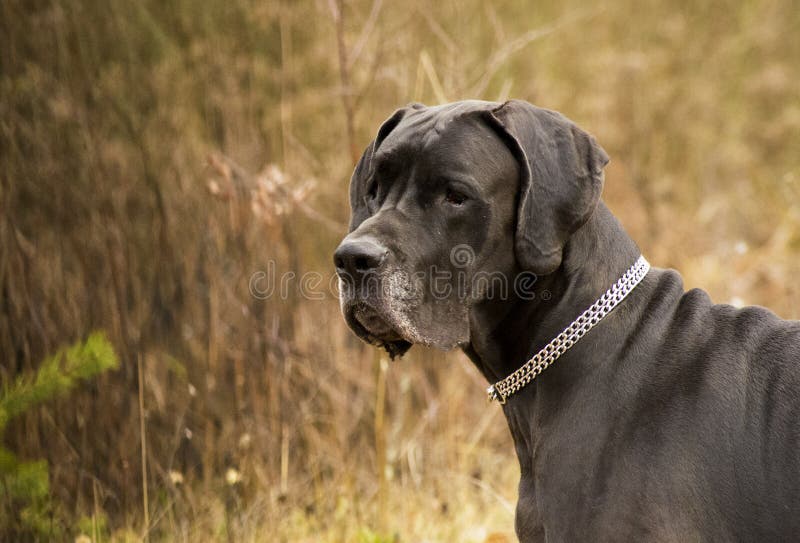 Cane del grande danese immagine stock. Immagine di nero - 62166947