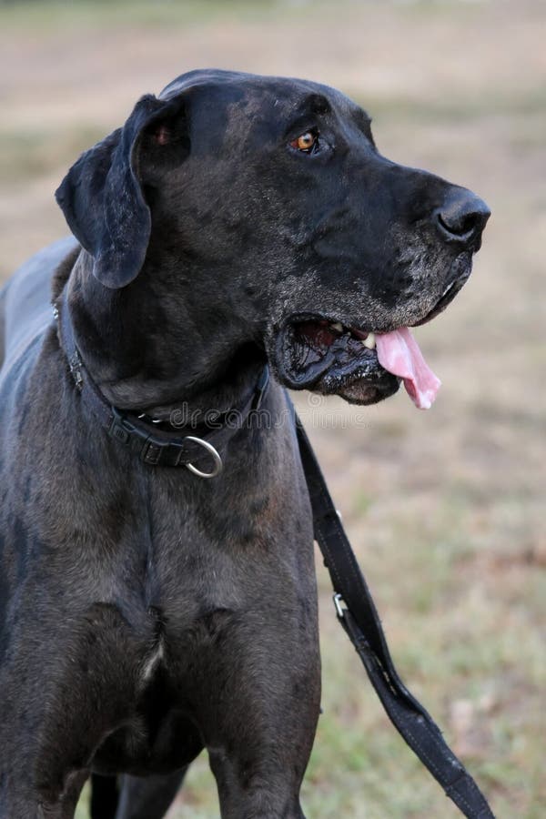 Alano tedesco fotografia stock. Immagine di cani, orli - 6432840