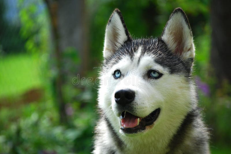 Cane del husky immagine stock. Immagine di background - 10023969