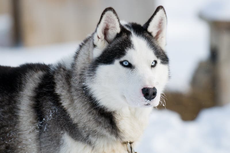 Cane del husky fotografia stock. Immagine di animale, muffola - 7992724