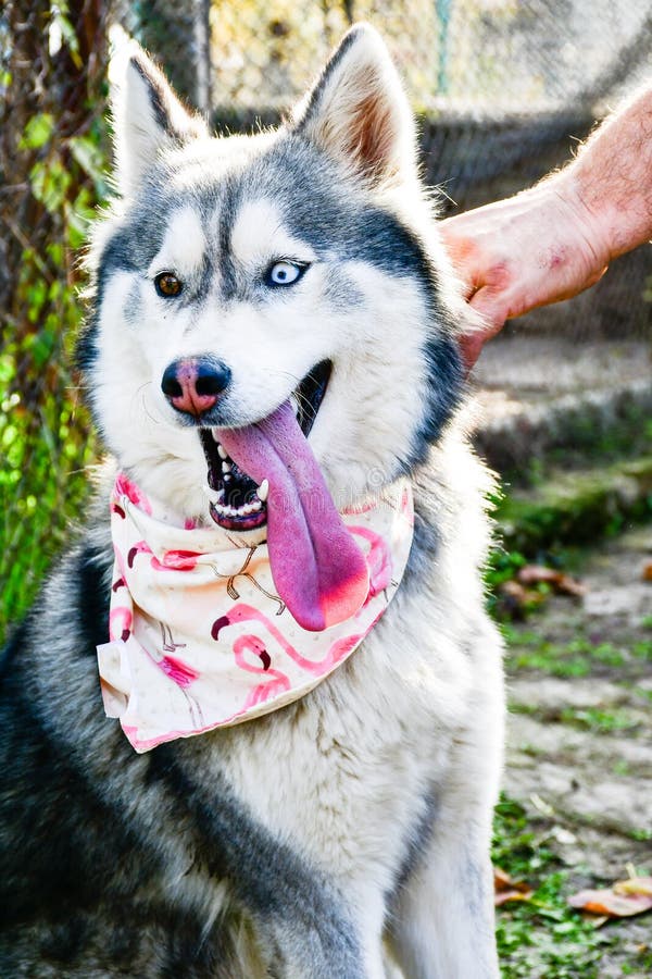 Cane Del Husky Siberiano Di Modo Fotografia Stock - Immagine di esterno ...