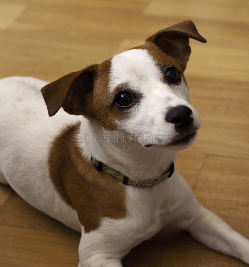 Cane del Jack Russel fotografia stock. Immagine di vigilanza - 23355112
