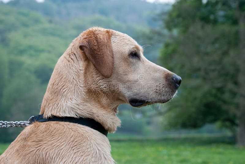 Cane Di Labrador Di Profilo Fotografia Stock - Immagine di nero, amore ...