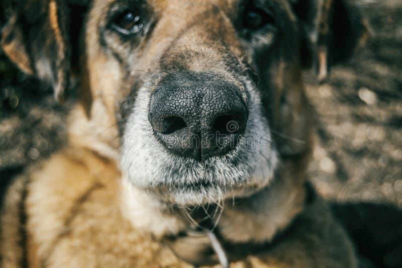 Cane Del Muso Senza Fine Della Razza Su Immagine Stock - Immagine di ...
