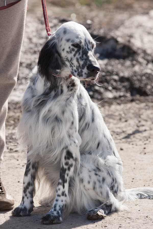 Cane Del Setter Inglese Sul Guinzaglio Immagine Stock - Immagine di ...