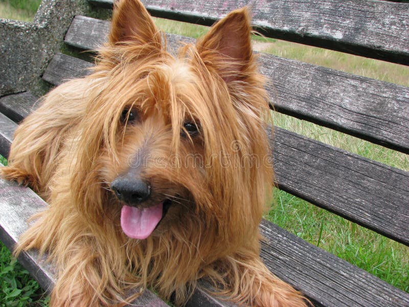 Cane Del Terrier Australiano Immagine Stock - Immagine di terriers ...