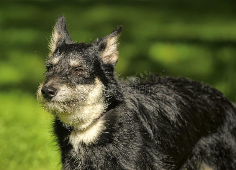 Cane Del Terrier Del Meticcio Immagine Stock - Immagine di tedesco ...