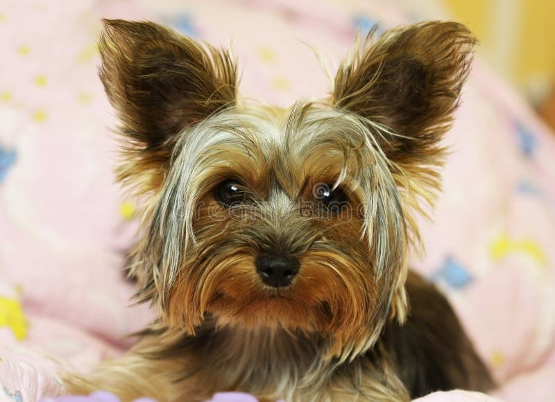 Cucciolo Di Yorkshire Terrier Adorabile Immagine Stock - Immagine di ...