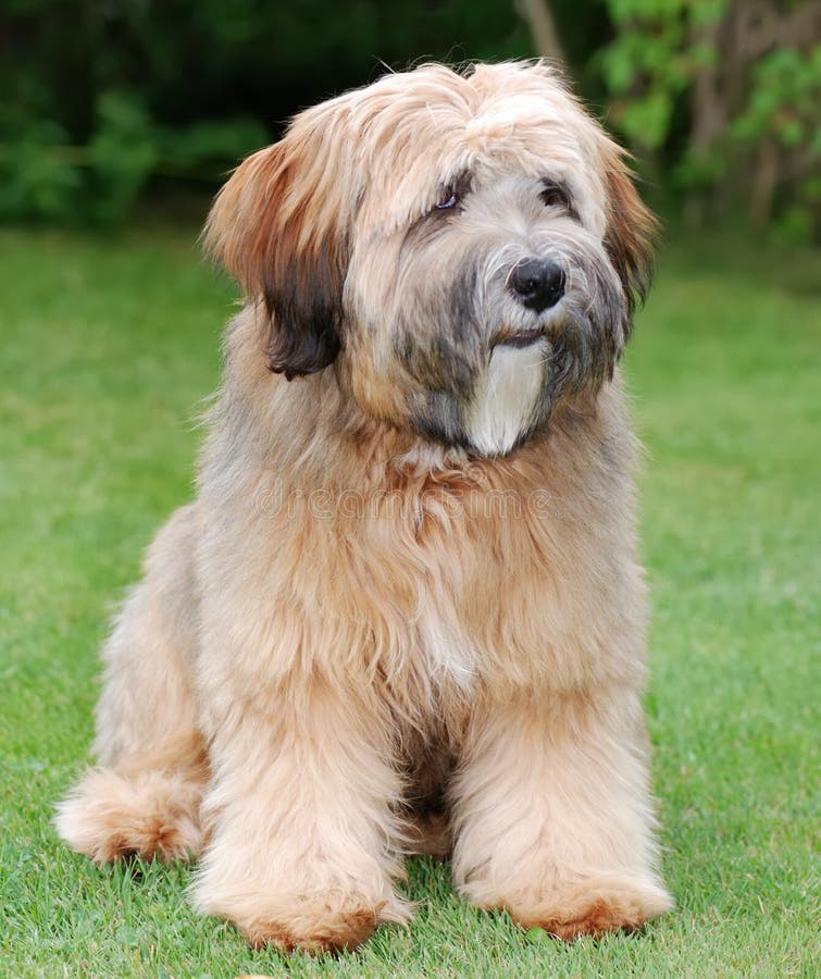 Cane Terrier Tibetano fotografia stock. Immagine di tibetano - 6790894