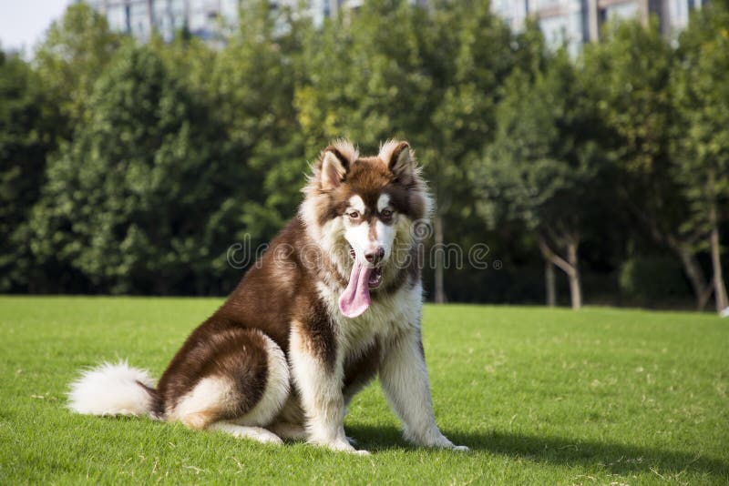 Cane Dell'Alaska Del Gigante Immagine Stock - Immagine di nazionale ...