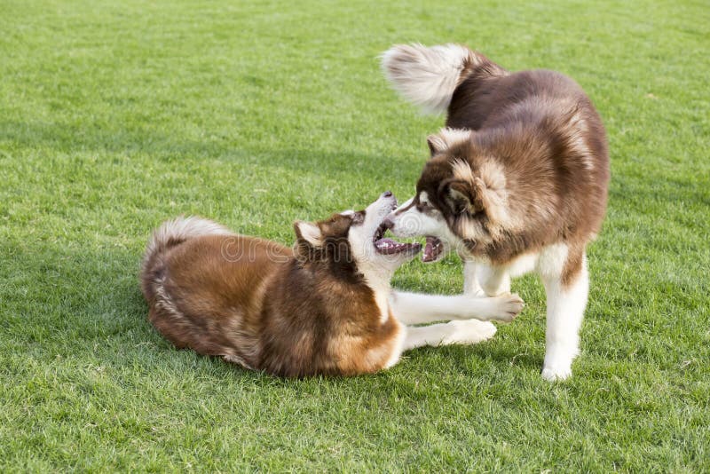 Cane Dell'Alaska Del Gigante Immagine Stock - Immagine di nazionale ...
