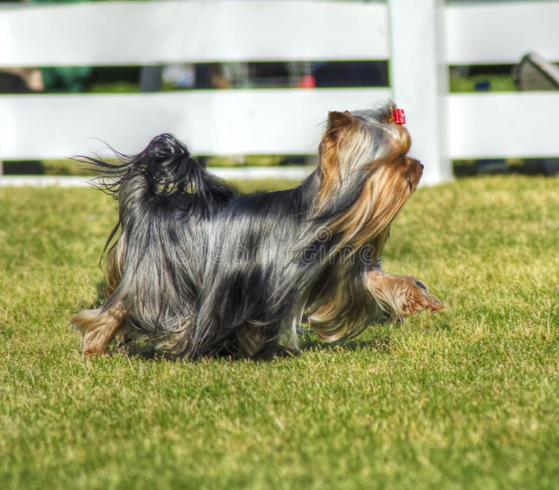 L'Yorkshire Terrier Sta Su Fondo Blu Immagine Stock - Immagine di ...