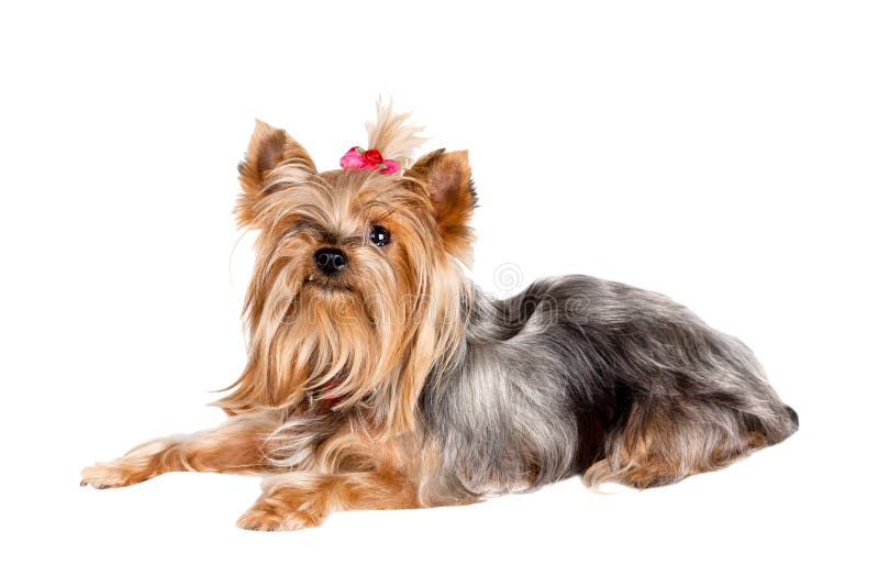 Cane Del Terrier Di Yorkshire in Vestiti Rossi Immagine Stock ...