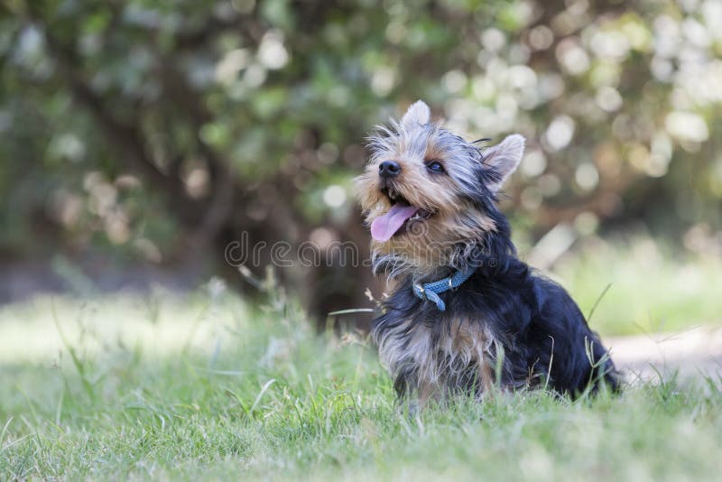 Cane Dell'Yorkshire Terrier Fotografia Stock - Immagine di nero, nave ...