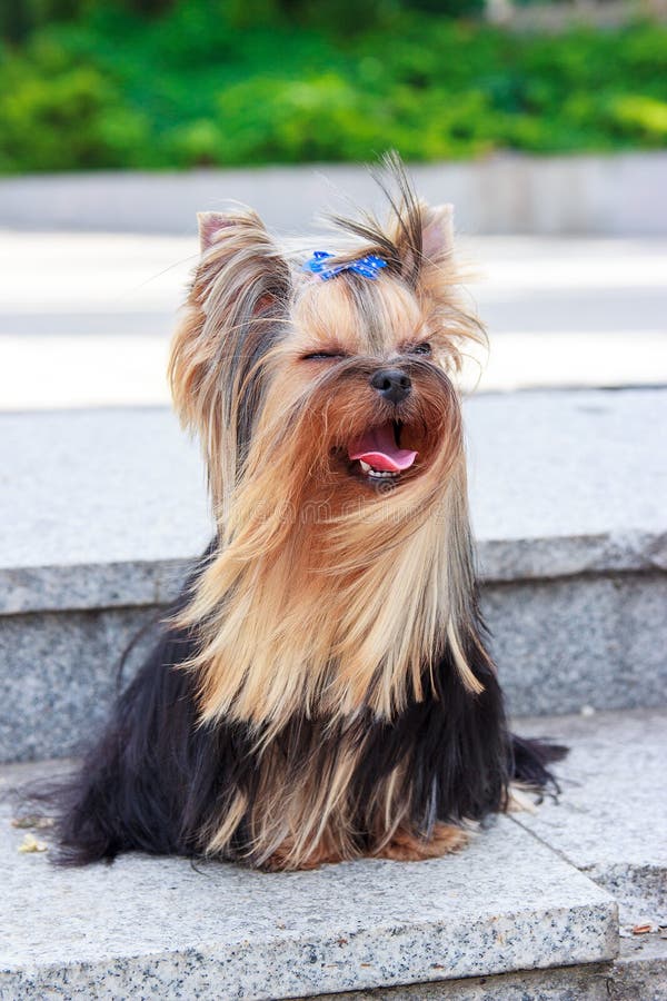 Cane Dell'Yorkshire Terrier Sull'erba Verde Immagine Stock - Immagine ...