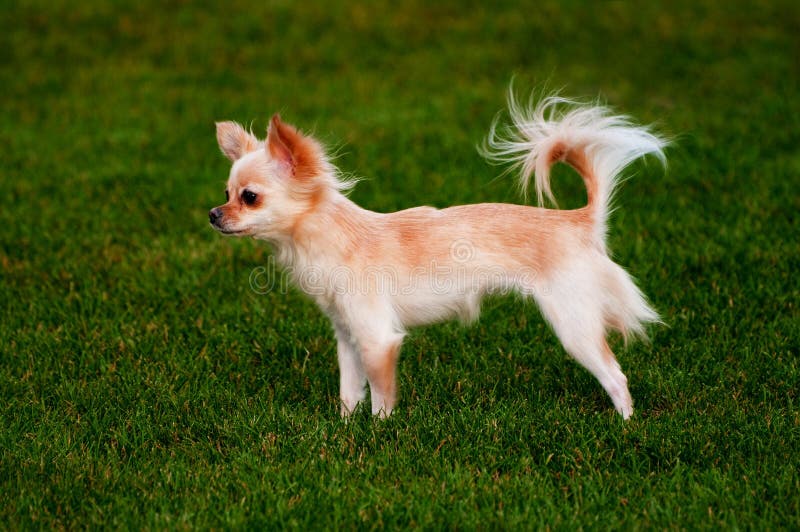 Cane Chihuahua immagine stock. Immagine di miniatura - 21757305