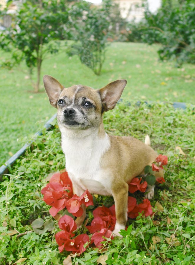 Cane Della Chihuahua in Fiori 2 Immagine Stock - Immagine di attento ...