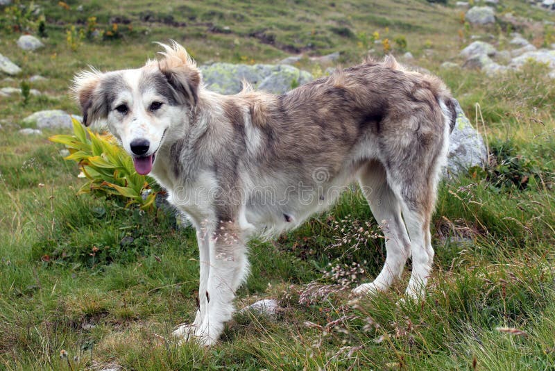 Cane da montagna immagine stock. Immagine di pelliccia - 26209155