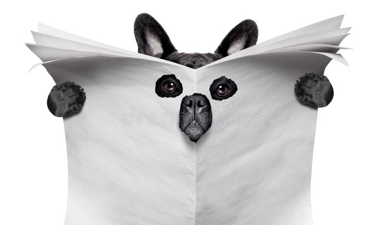 Cane Della Spia Che Legge Un Giornale Fotografia Stock - Immagine di ...