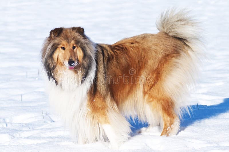 Cane delle collie in neve immagine stock. Immagine di britannico - 28026551