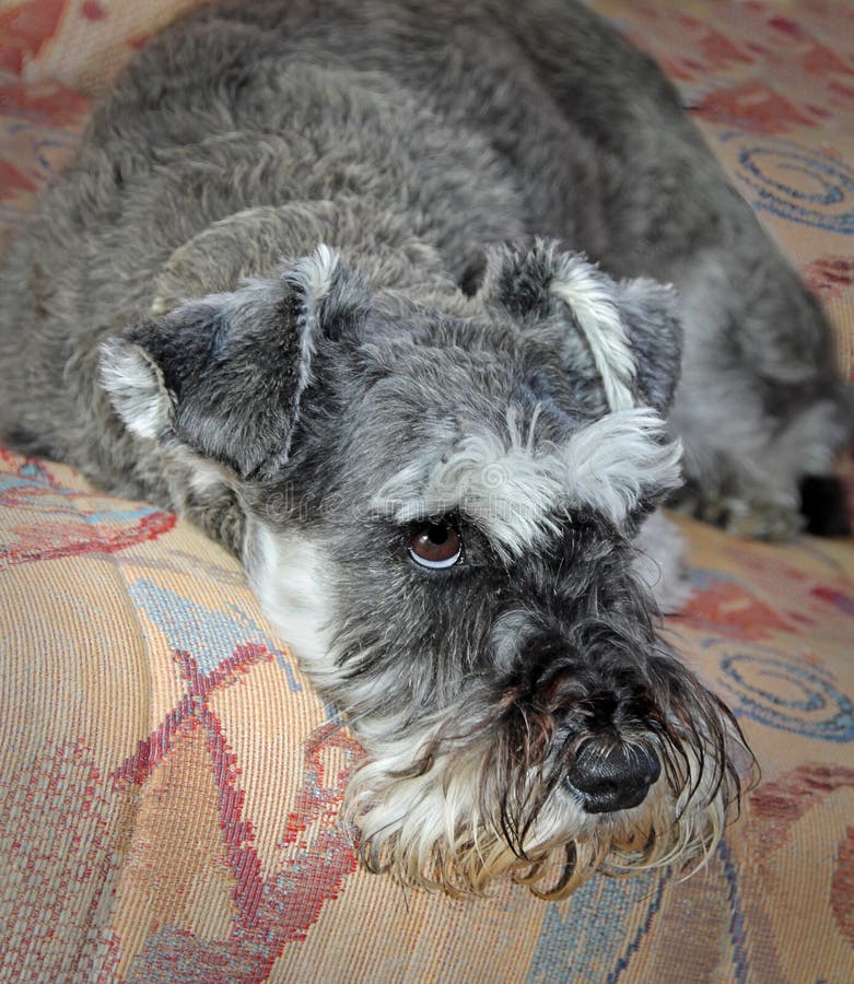 Cane Dello Schnauzer Miniatura Fotografia Stock - Immagine di nero ...