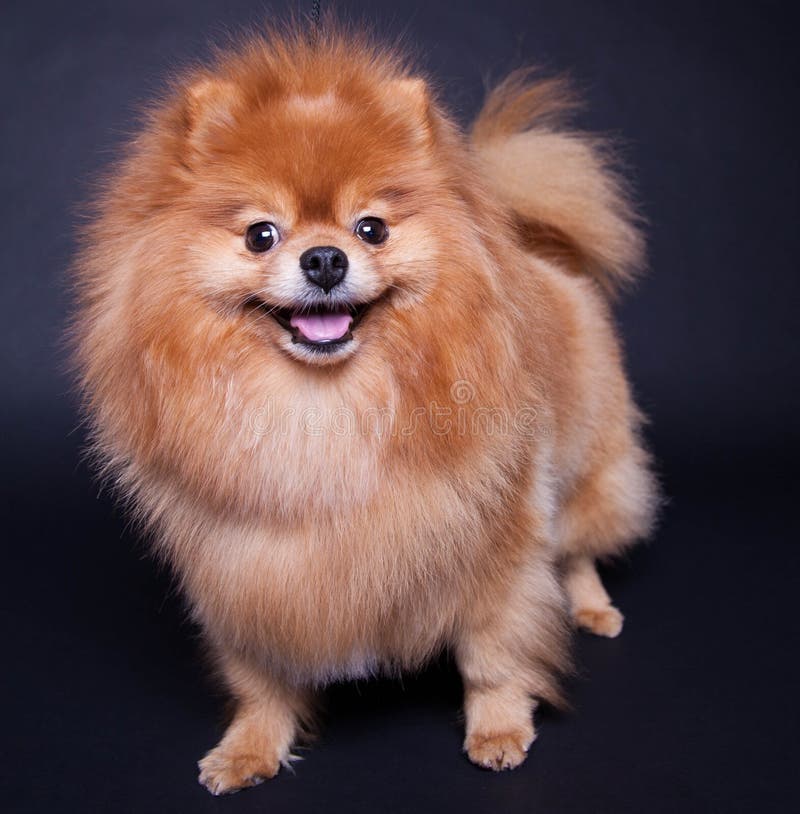 Cane dello Spitz immagine stock. Immagine di umore, bello - 29996887