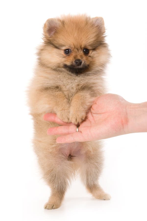 Cane dello Spitz fotografia stock. Immagine di lanuginoso - 4193948