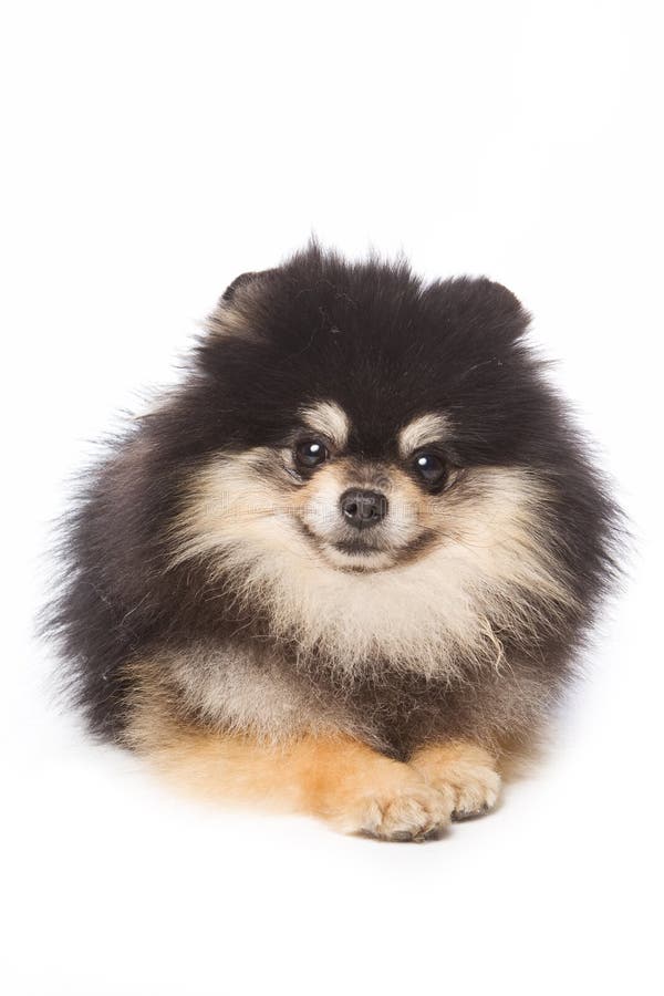 Cane dello Spitz fotografia stock. Immagine di canino - 8775998